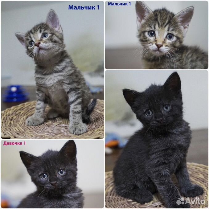 Котята, мальчики и девочки, ищут семьи
