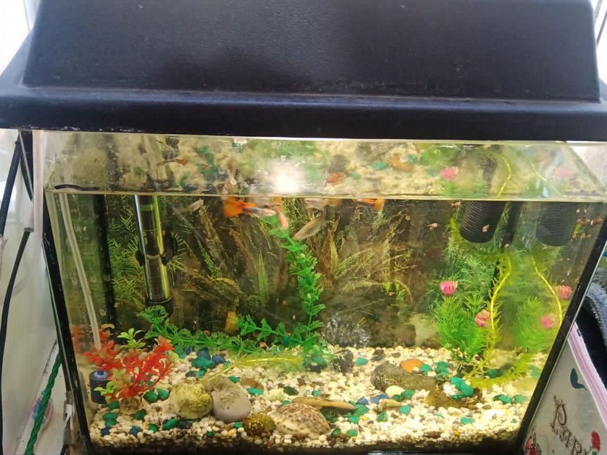Террариум для рыб, со всем оборудованием и рыбами