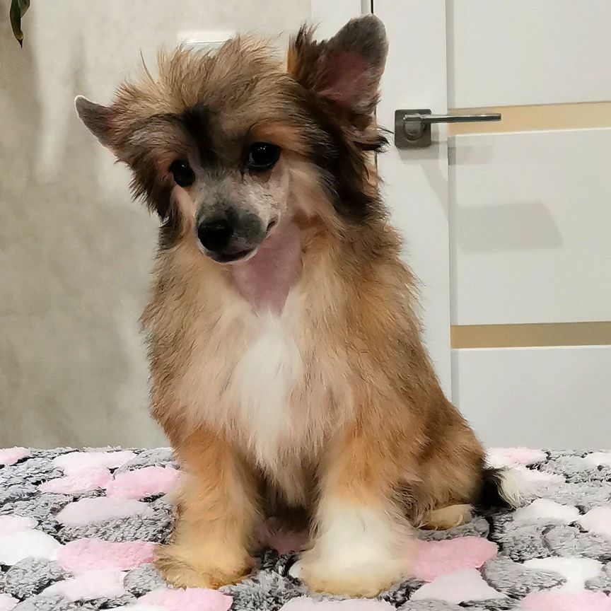 Китайская хохлатая, щенок