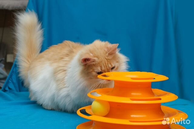 Невероятная Лейла в поисках дома