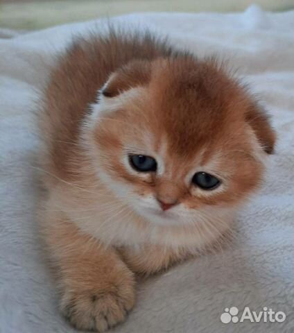 Вислоухие котята золотого и красного окраса