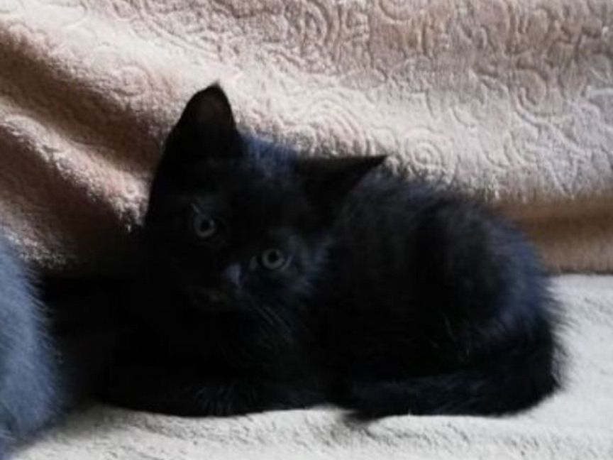 Котик)