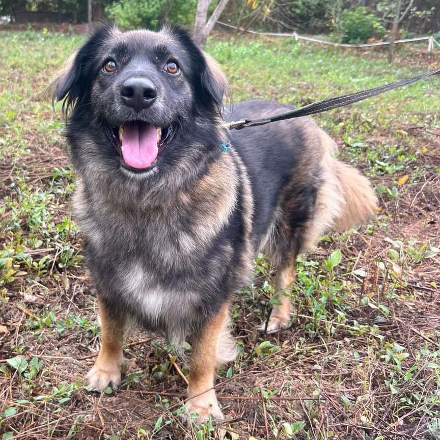 Взрослая собака в добрые руки