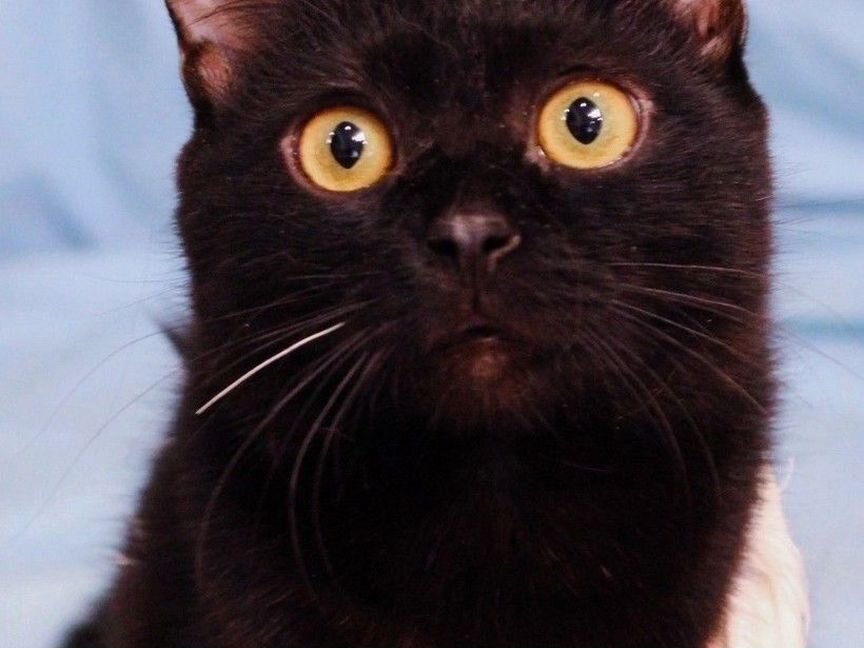 Кошка черная молодая добрая супер ласковая ручная