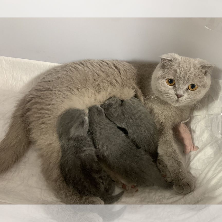 Британский короткошёрстный котёнок