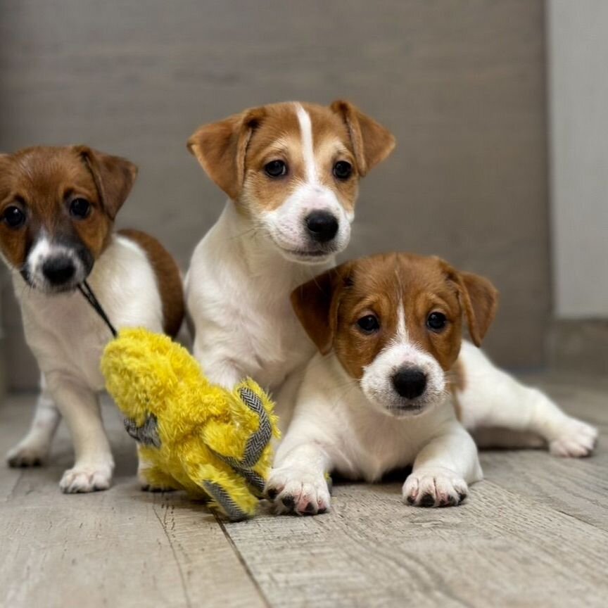 Щенки Джек Рассел терьера