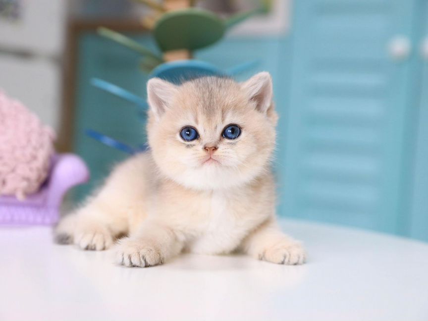 Британский котёнок