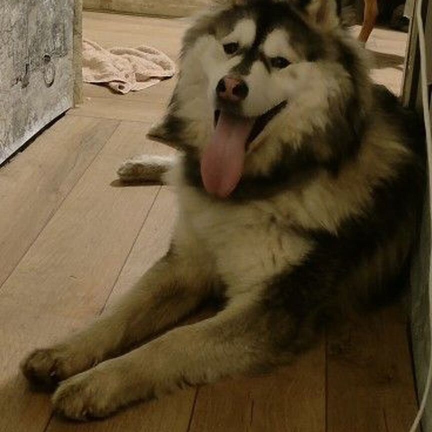 Самый добрый пёс