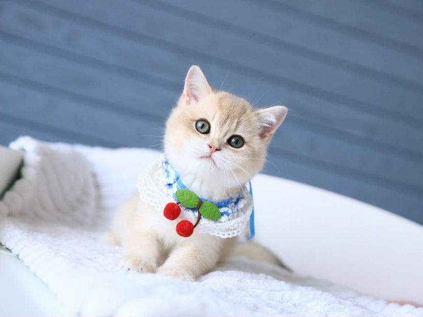 Британская золотая шиншилла