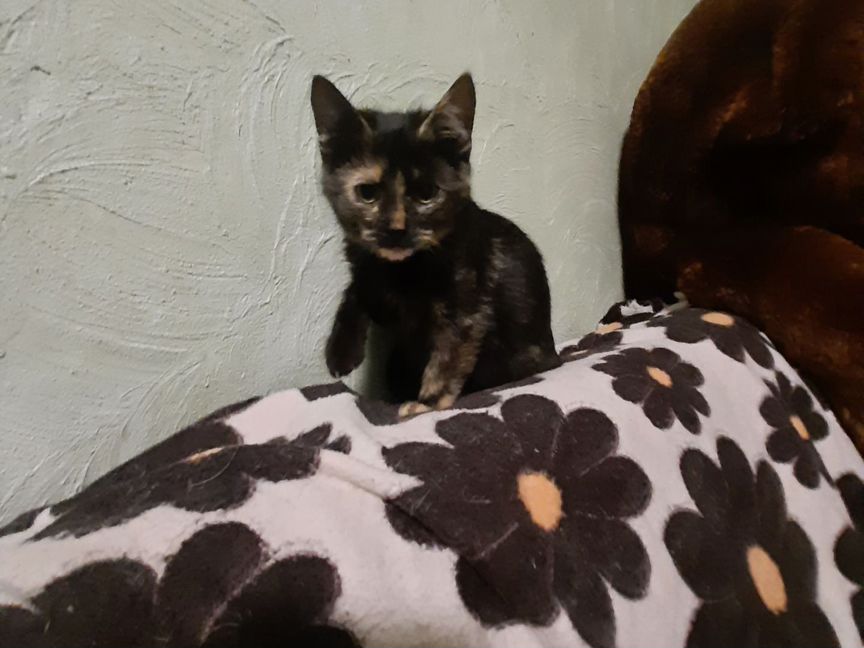 Котенок Машка, 3 мес