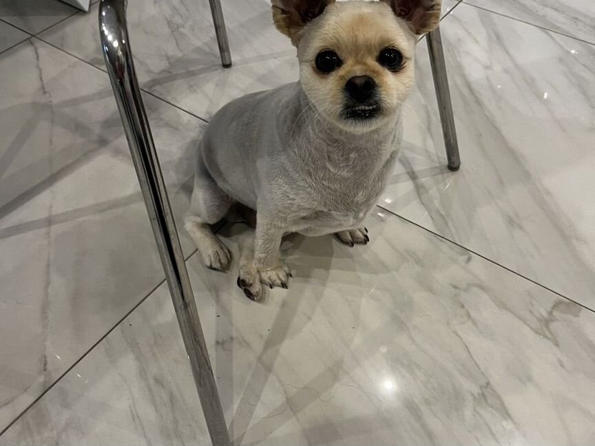 Помесь шпица и балонки