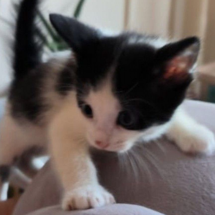 Котенок Жорик