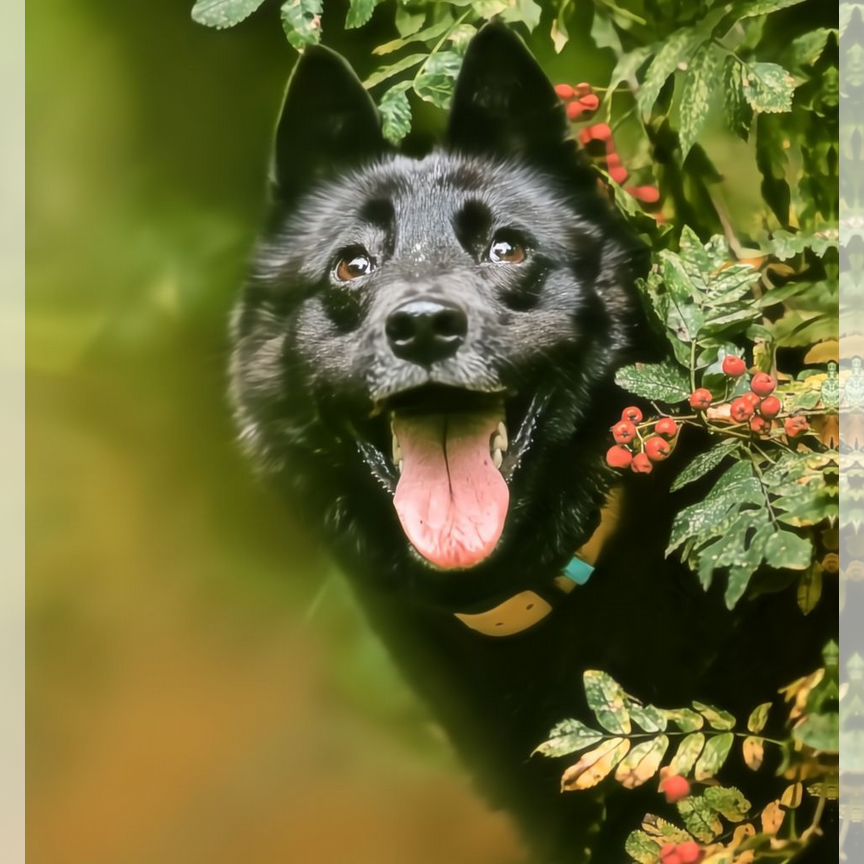 Лайка, взрослая собака