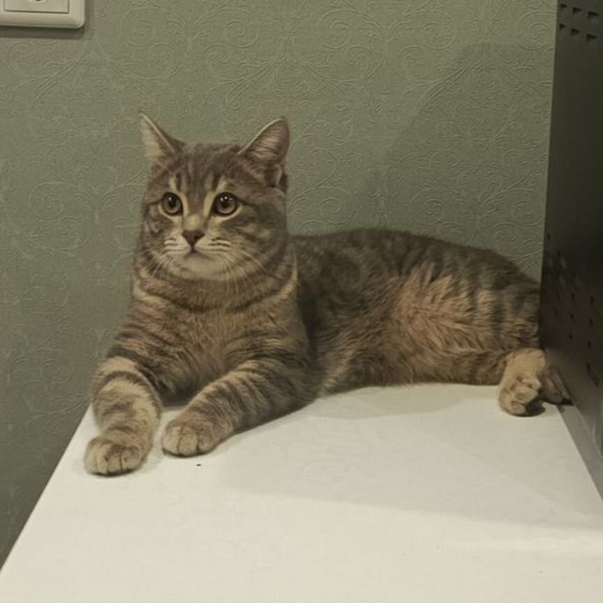 Шотландский прямоухий длинношёрстный котёнок