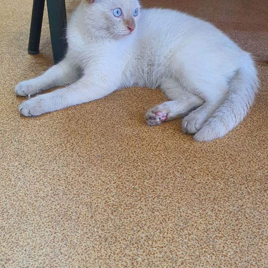 Котенок в добрые руки