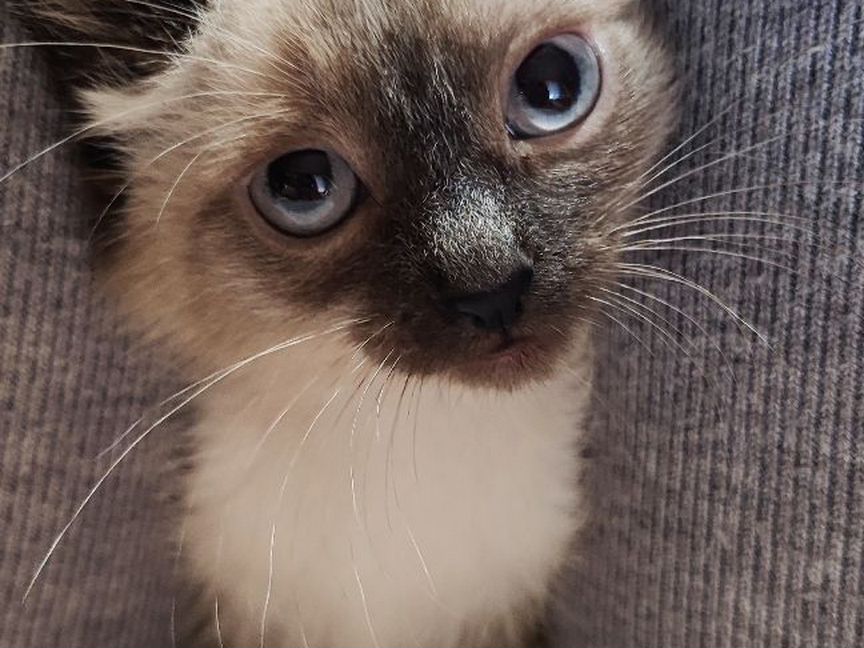 Сиамский котик