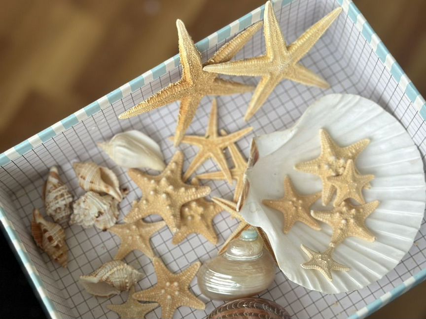 Ракушки и звезды морские