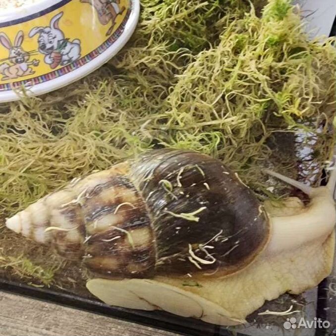 Улитки ахатины