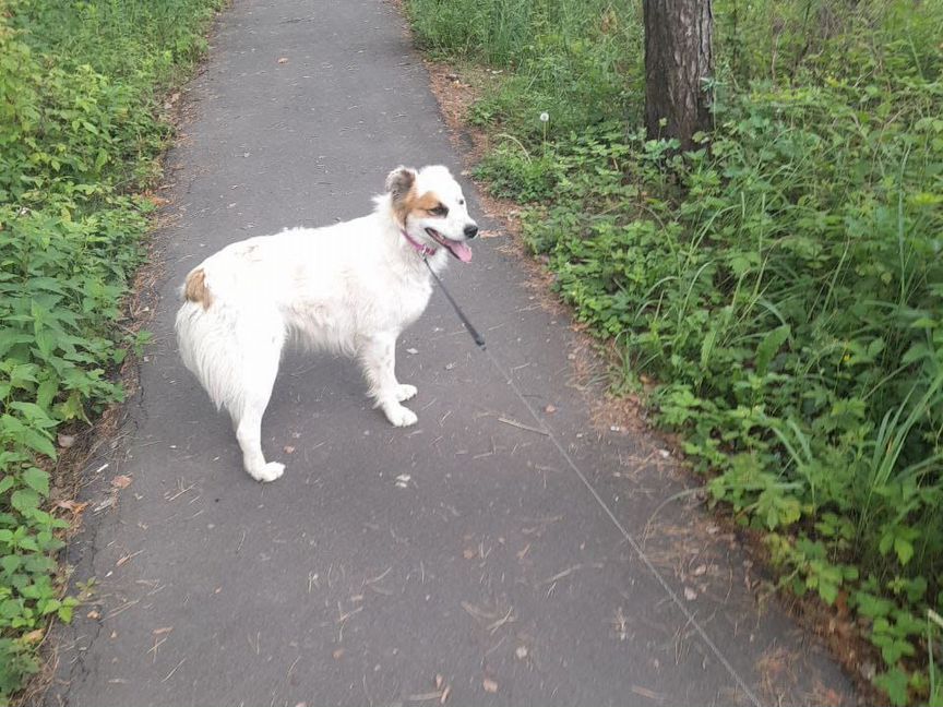 Собака. осталась без хозяев. Мерзнет и голодает