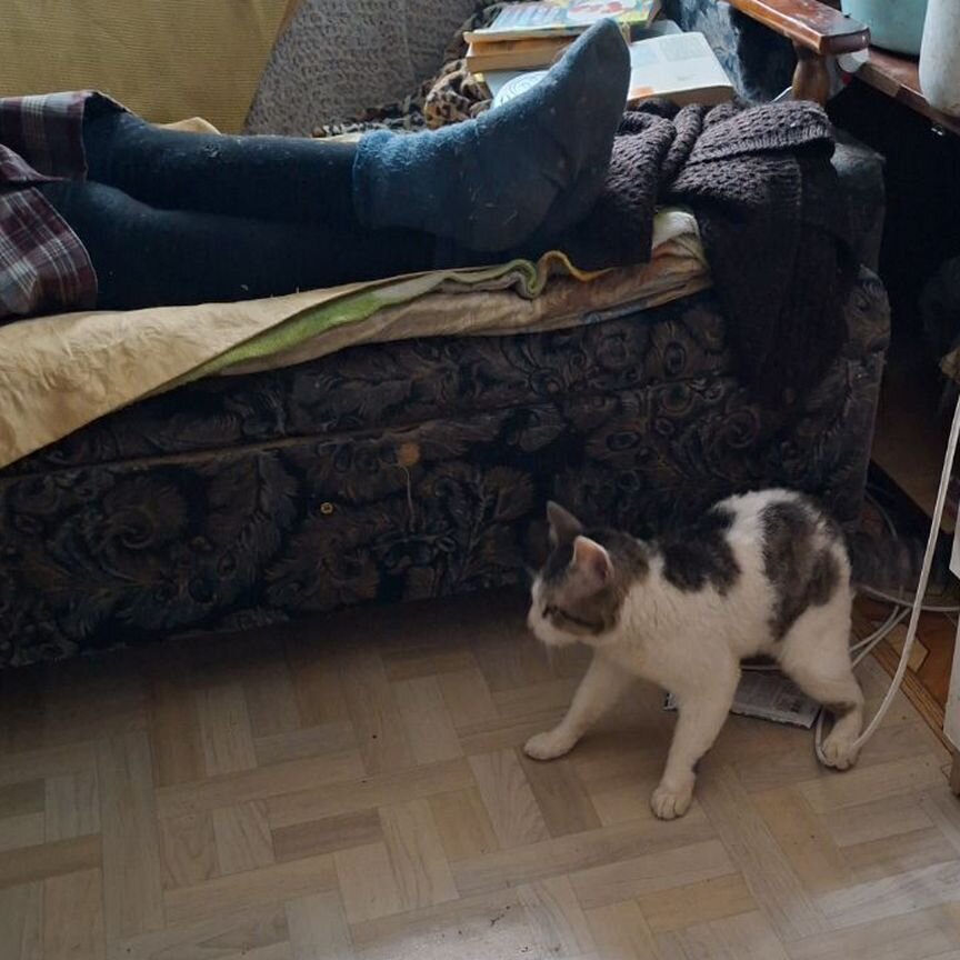 Котёнок в добрые руки