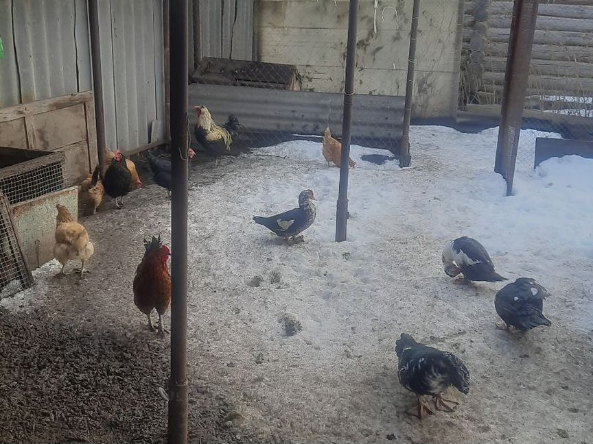 Петухи, селезни, утки