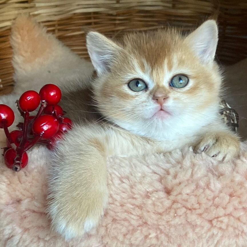 Британский котик Семен ny 12