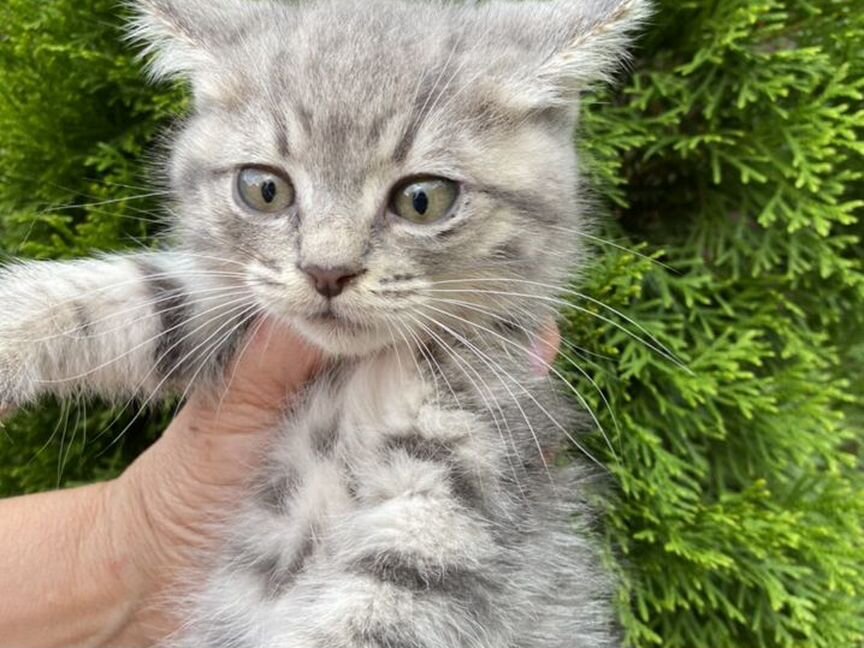Котик Мишка
