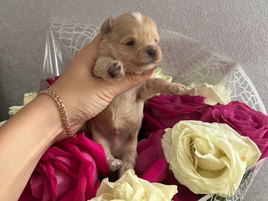 Мальтипу ф1 микро Корея малыши Sensation