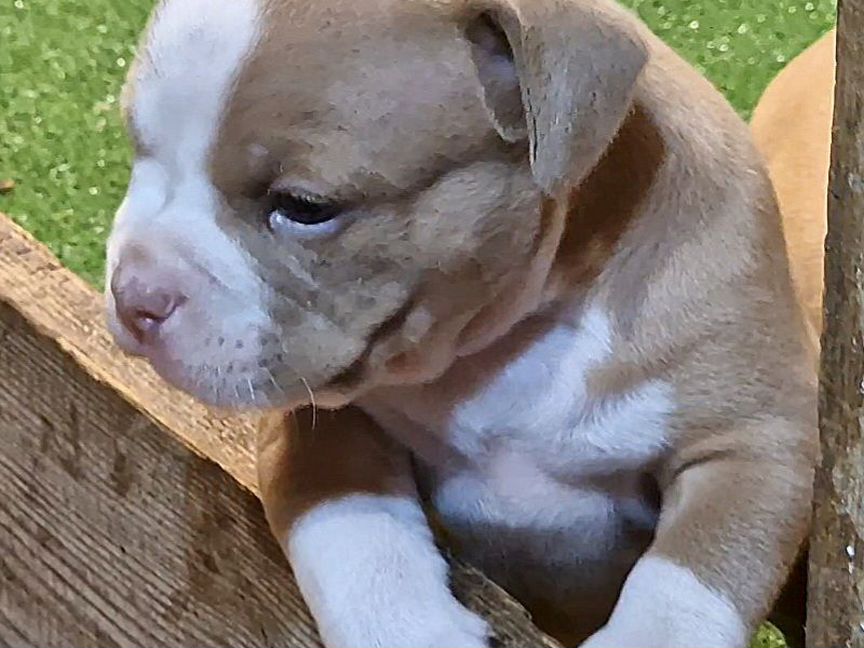 Девчули Американского булли