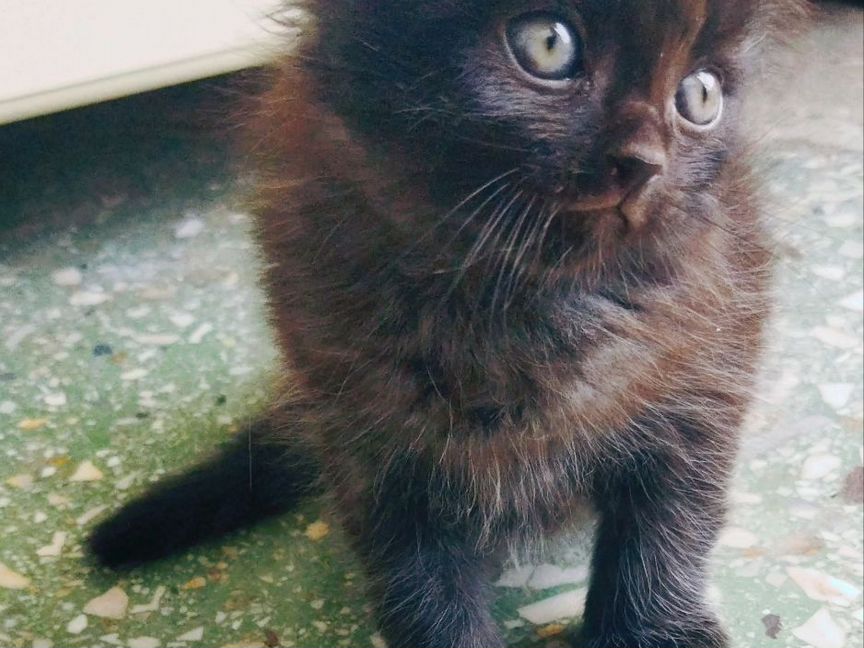 Котята отдам бесплатно