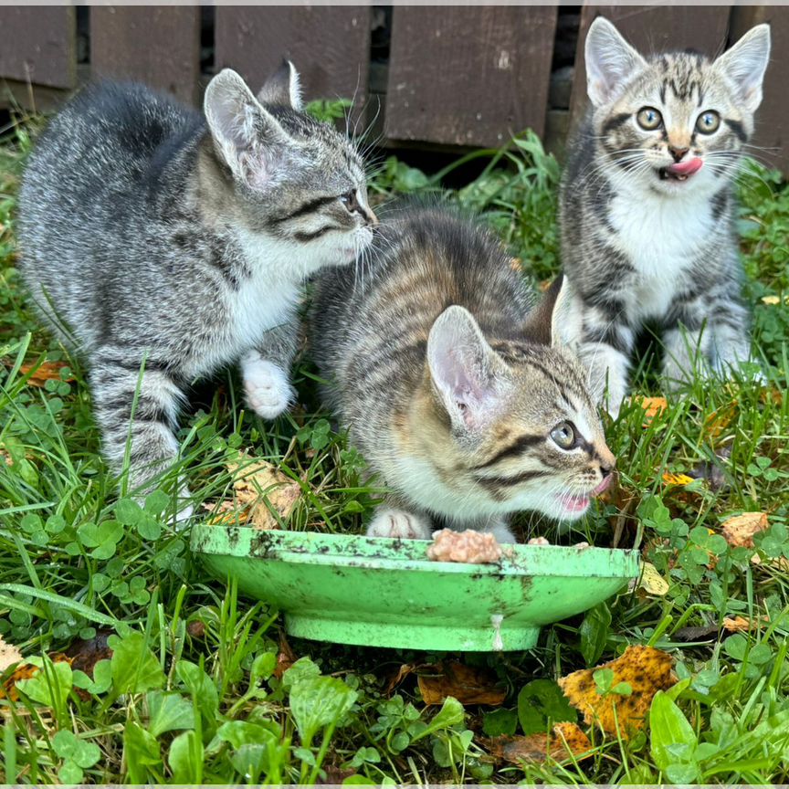 Красивые маленькие котята в хорошие руки