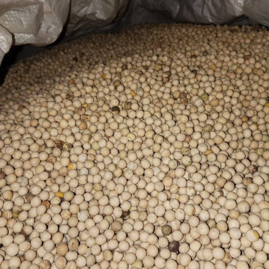 Горох фуражный