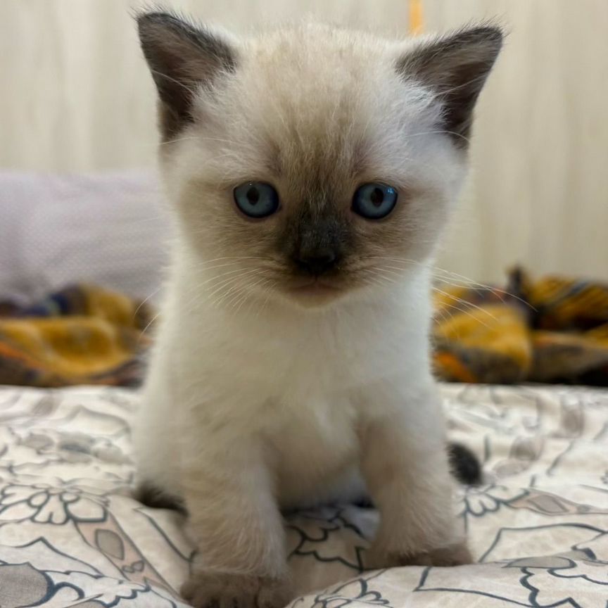 Шотландский вислоухий короткошёрстный котёнок