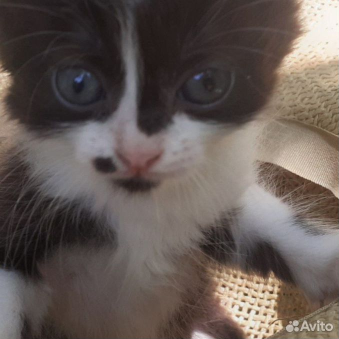 Кошечка-милашечка