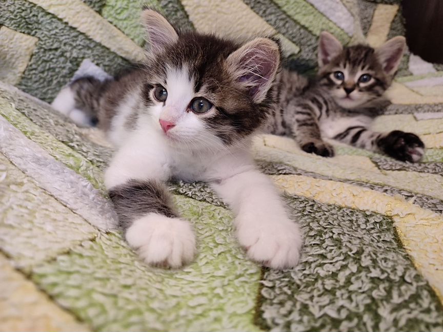 Котята в добрые руки