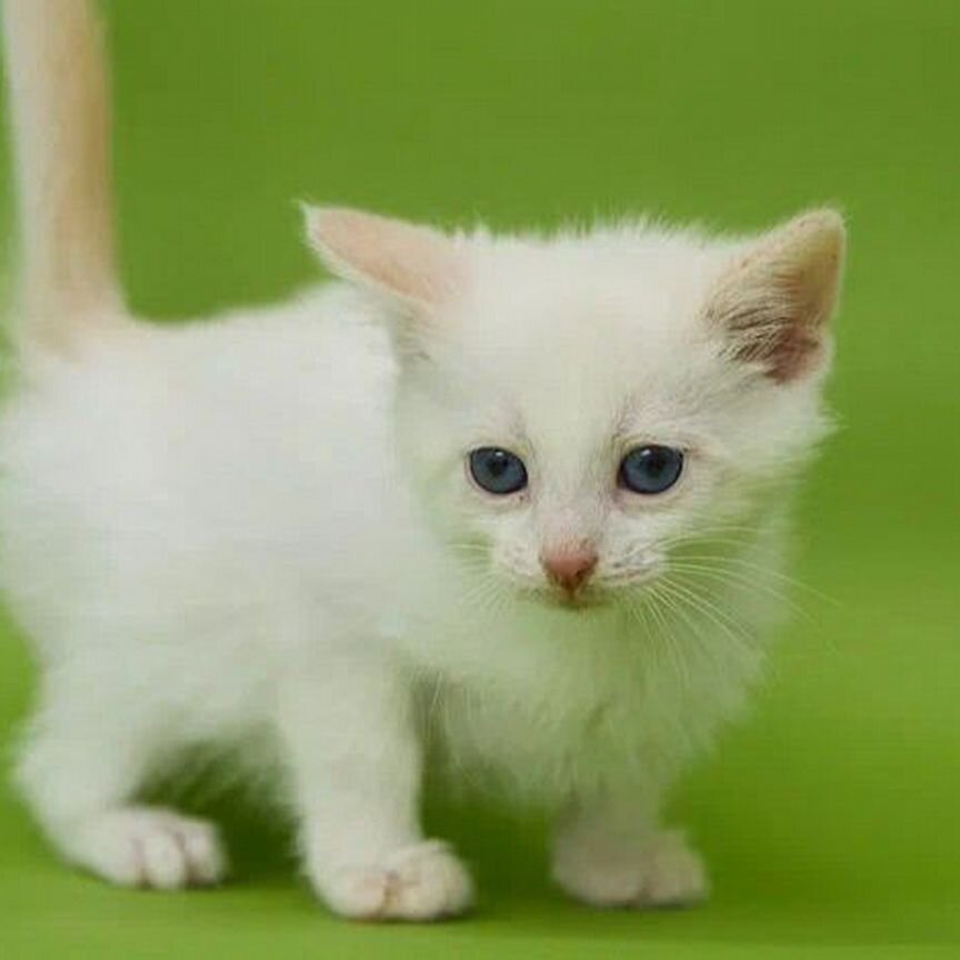 Котёнок Фунтик