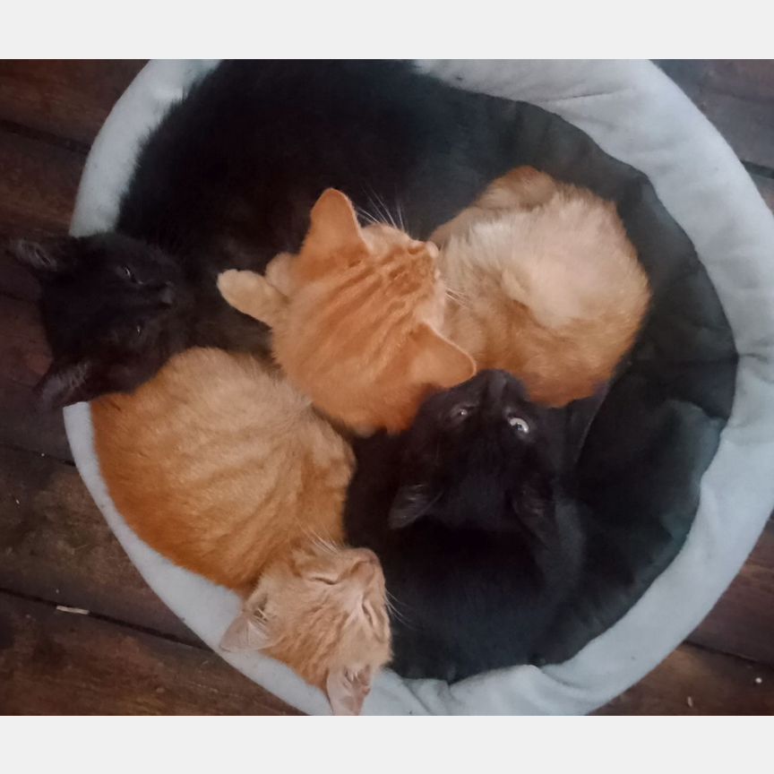 Котята в добрые руки бесплатно