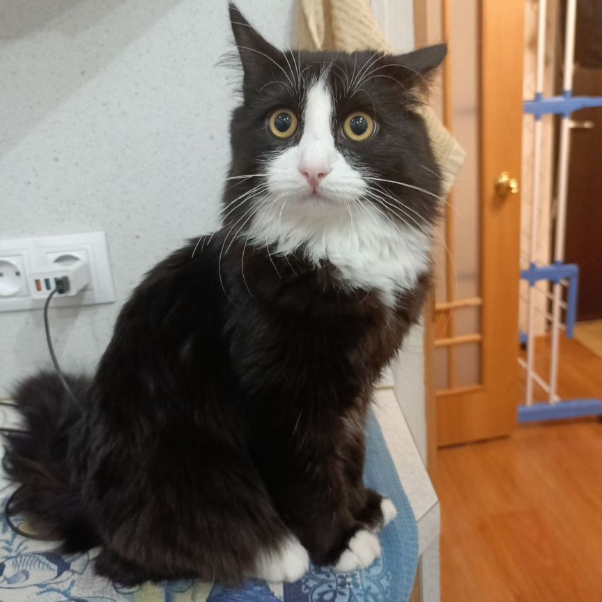 Котик в добрые руки