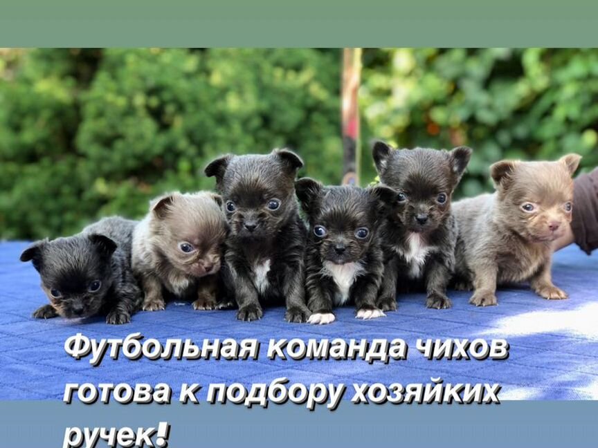 Щенки лиловый и голубой, вязка голубой и шоколад