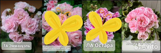 Герани (пеларгонии) сортовые купить в Москве | Товары для дома и дачи ...