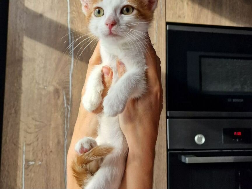 Рыжий котенок в добрые руки