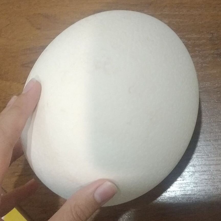 Страусиное яйцо пустое