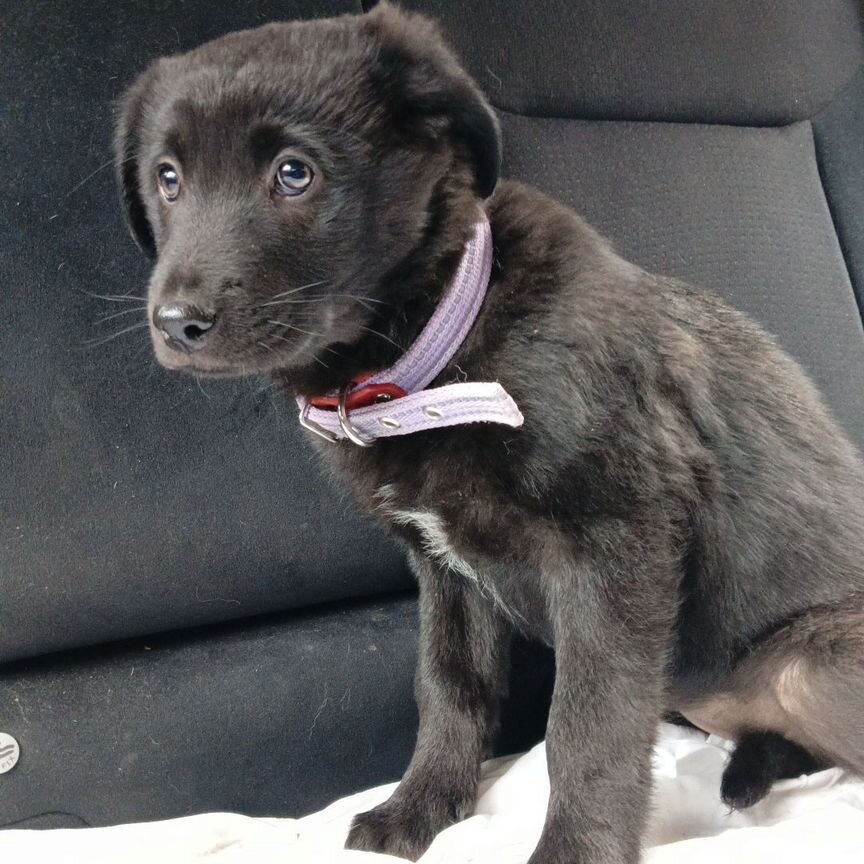 Щенок девочка в добрые руки, привезу