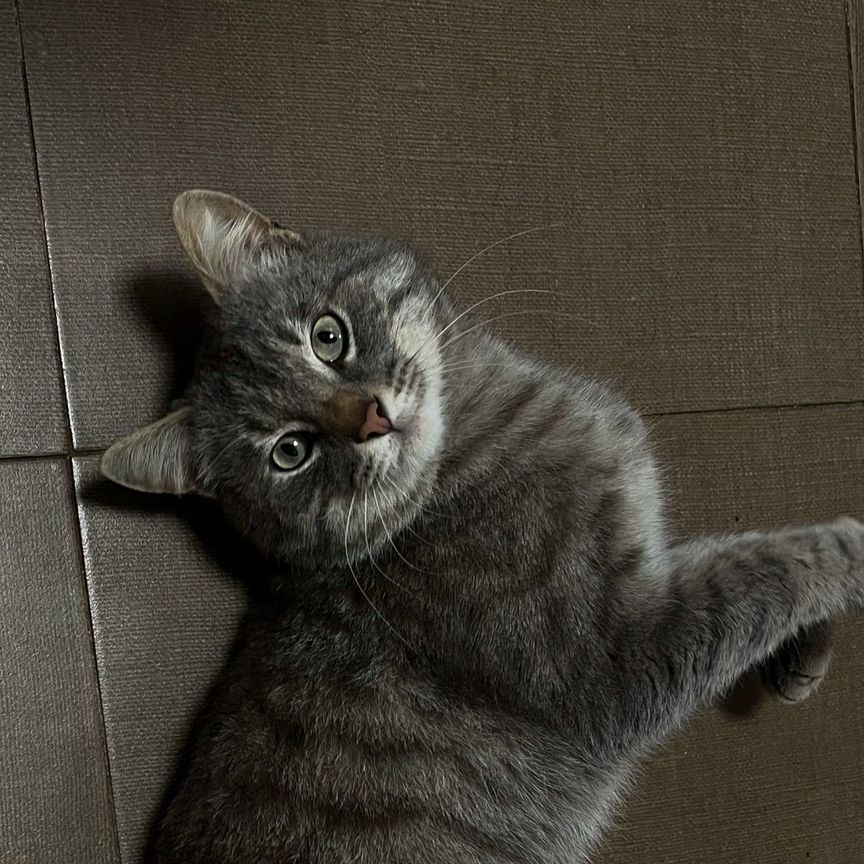 Кот