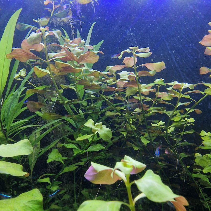 Аквариумное растение Людвигия