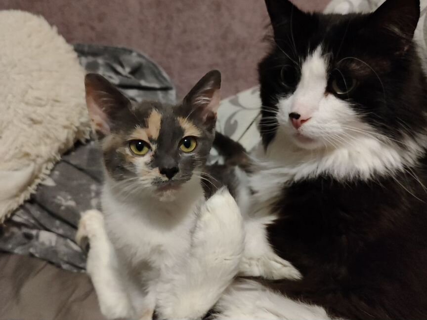 Мать вислоухая, папа неизвестный