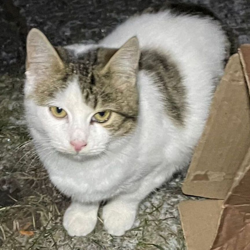 Котёнок от частного владельца