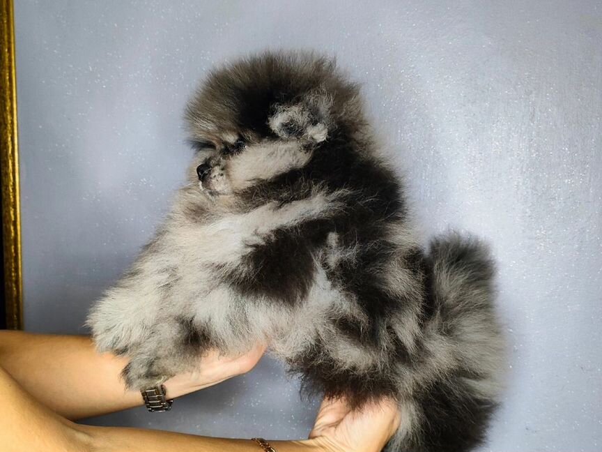 Собака мини шпиц