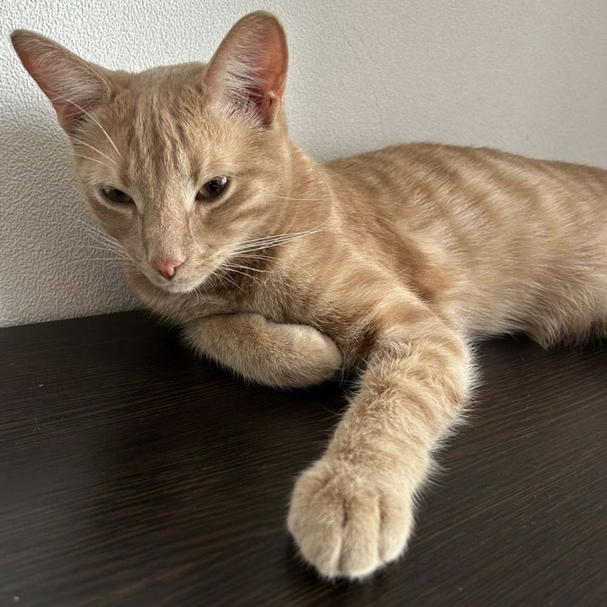 Кот "Симба"