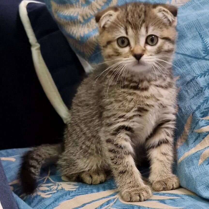 Шотландская вислоухая кошка